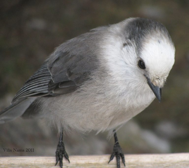 Canadian Birds: Grey jay