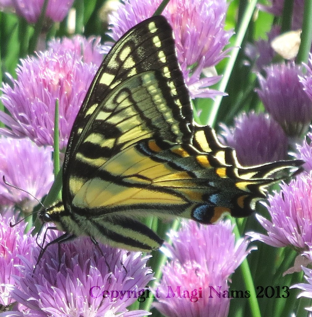 Tiger and Chives: Canadian Tiger Swallowtail - The Seeker, Magi Nams