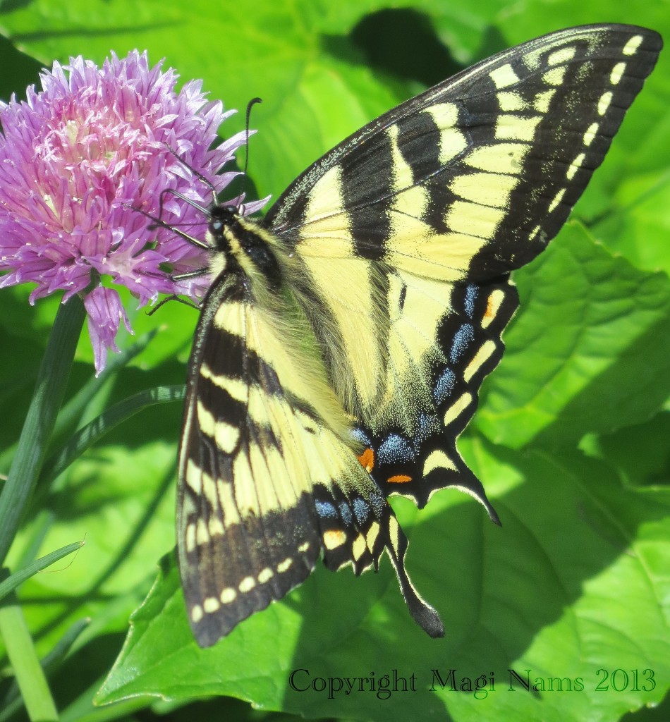 Tiger and Chives: Canadian Tiger Swallowtail - The Seeker, Magi Nams