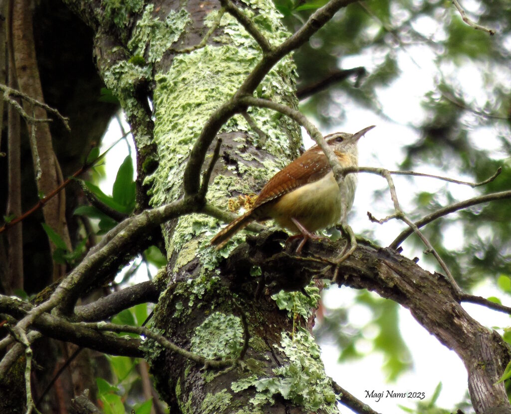 Birding in America: Lake Towhee County Park, Pennsylvania - The Seeker ...